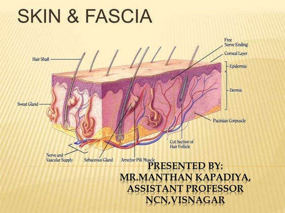Structure and functions of the skin | PPT
