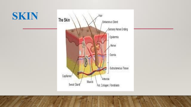Skin appendages | PPTX