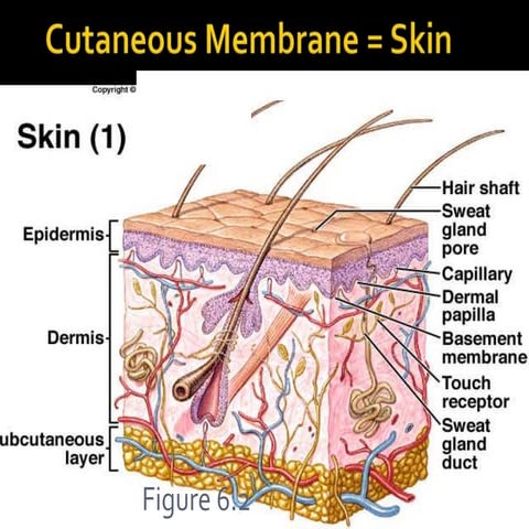 Skin and mucous membrane drugs | PPTX