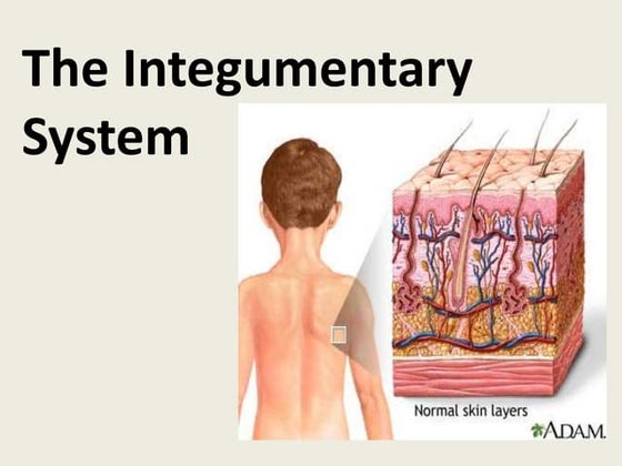 The integumentary system | PPTX | Skin and Dermatology | Diseases and ...
