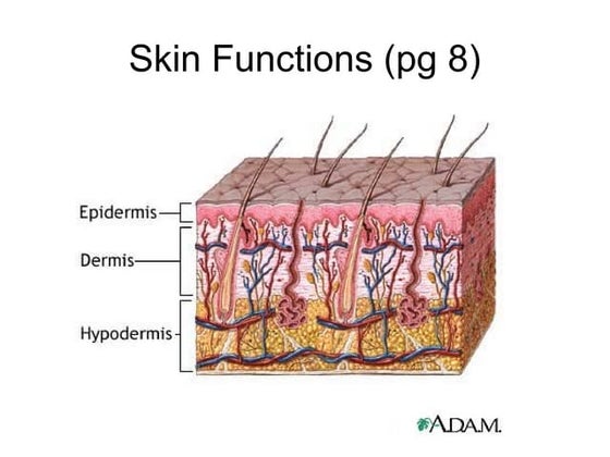 Structure and functions of the skin | PPT
