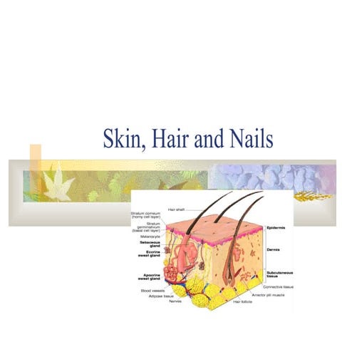 Integumentary System Hair Skin Nails