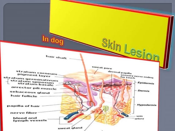 A Brief Guide to Common Dog Diseases and Health Problems | PDF ...
