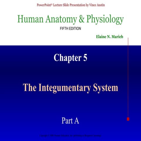 Power Point of the Integumentary System.ppt