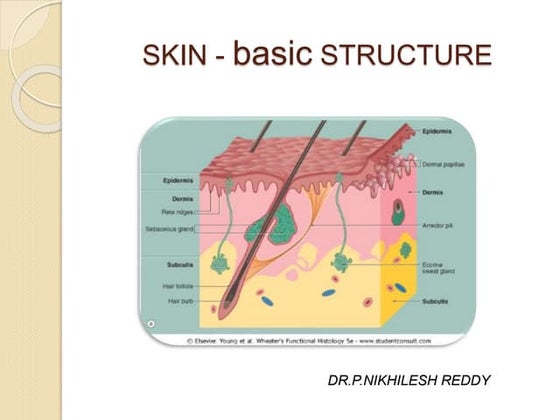 Skin presentation | PPTX