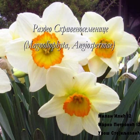 Gradja biljaka | PPTX