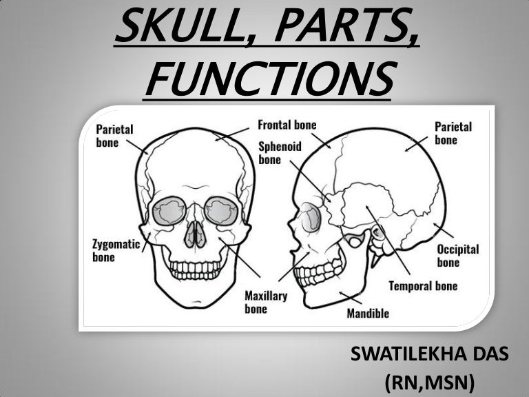 SKULL PARTS FUNCTIONS Anatomy Topic Easy Explanation skull-parts-functions-anatomy-topic-easy-explanation