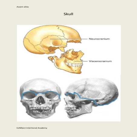 Skull | PDF
