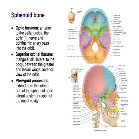 Sphenoid bone (osteology) | PPT