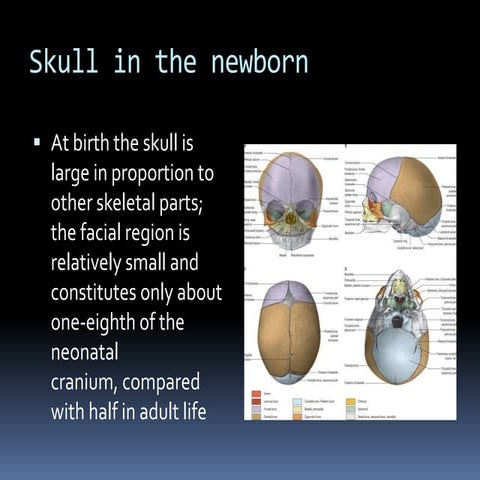 Fetal skull | PPT