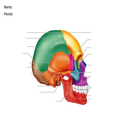 Skull lab | PPT | Geology | Science