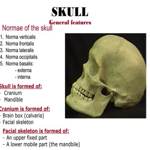 Skull masters | PPT