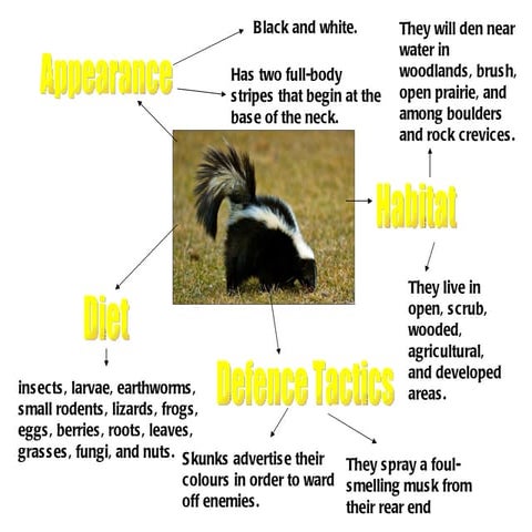 Skunk powerpoint | PPT