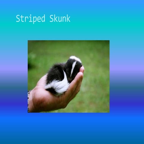 Skunk powerpoint | PPT