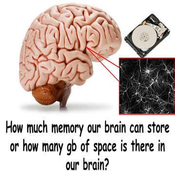 Science Journal – How brain stores-retrieve memory & how much space is ...