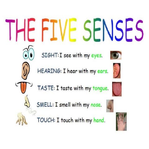 MY FIVE SENSES - PARTS OF THE BODY | PPTX