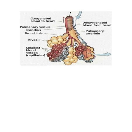 respiratory system | DOCX