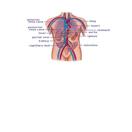 circulatory system | DOCX