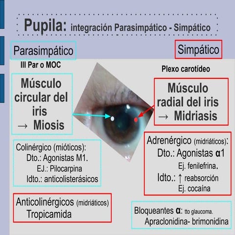 Miosis Y Midriasis