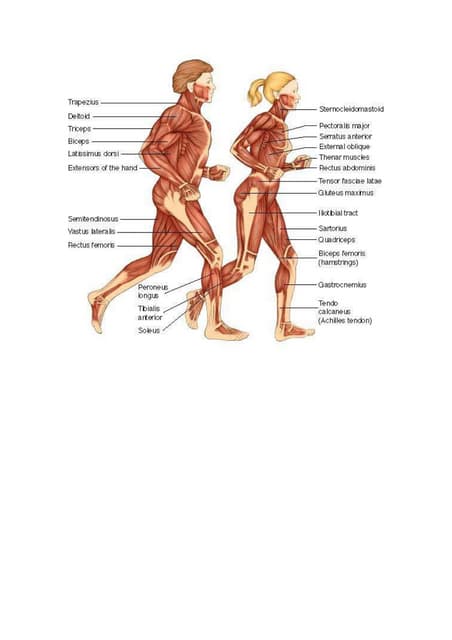 circulatory system | DOCX