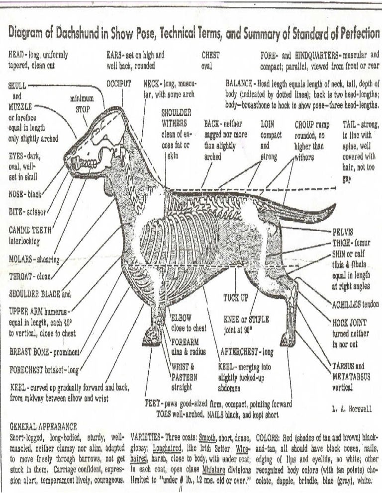 Slide #8 dachshund diagram
