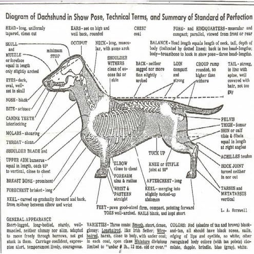Slide #8 dachshund diagram | PDF | Dogs | Pets