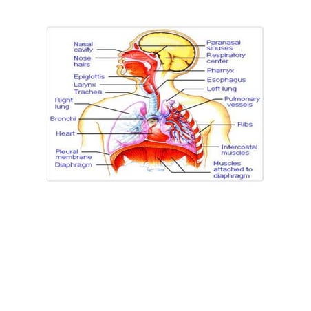 respiratory system | DOCX
