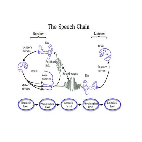 Phonetics/Anatomy study guide comd 241 .. | PPT