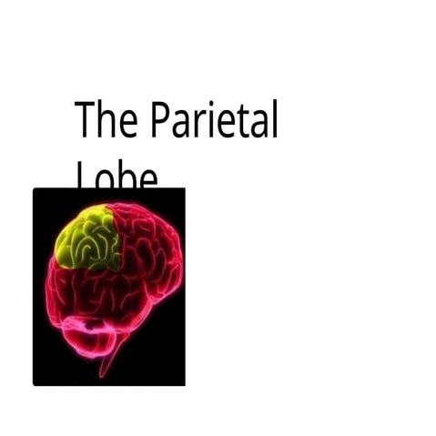 slidesaver.app_xvxtdb.pptx Parietal lobe anatomy | PPTX