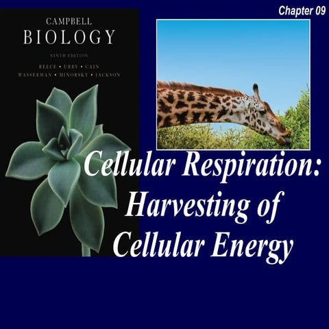 Chapter 09 Cellular Respiration | PPT