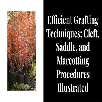 slidesgo-efficient-grafting-techniques-cleft-saddle-and-marcotting ...