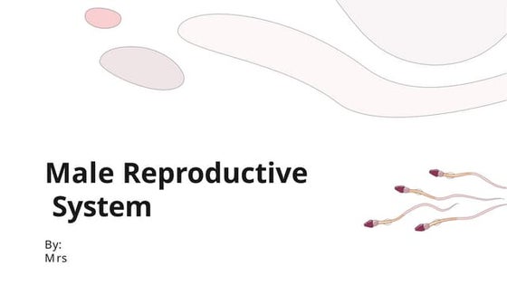 Male Reproductive System Science Presentation Pptx
