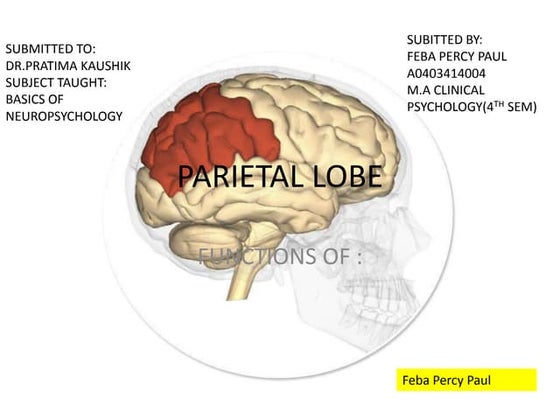 Q3 L04 Parietal | PPT