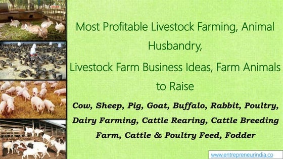 510404552-Animal-Production-and-Methods-of-Animal-Raising-EPP-Arceli-M ...