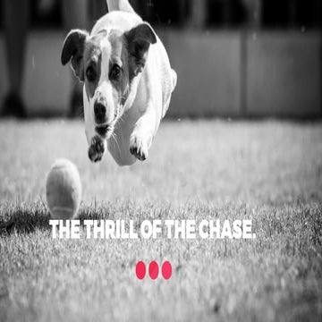 The thrill of the chase - how we defined Signal's purpose and ...