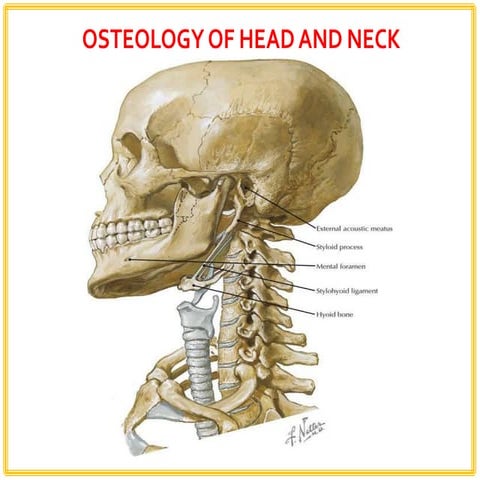 osteology of head and neck and its applied aspects | PPTX