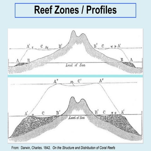 Coral Reef Zonation for Slide Share.pptx