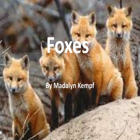 Foxes | PPTX