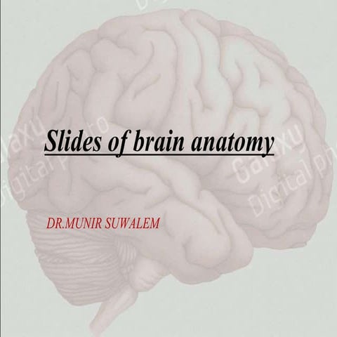 Slides of brain anatomy .part2 | PPTX