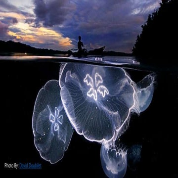 CIKM AnalytiCup 2017: Bagging Model for Product Title Quality with Noise | PPTX