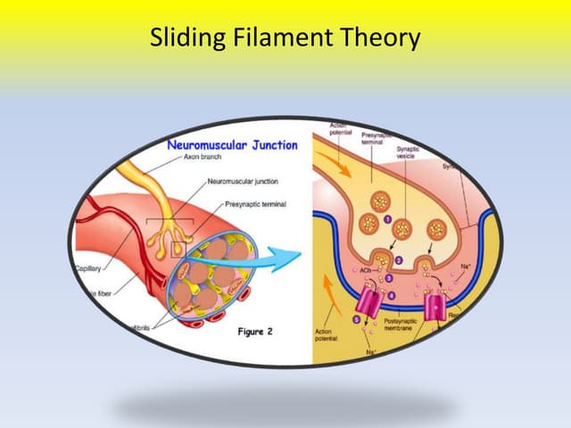 Sliding filament theory muscle contraction | PPT