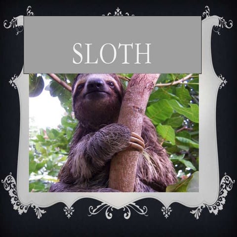 Sloth presentation | PPTX