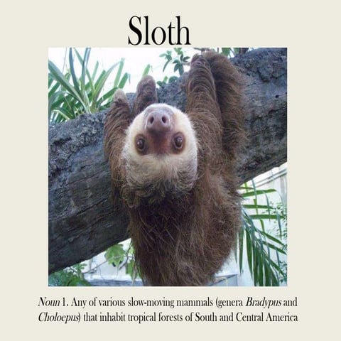Meghan's Sloth Presentation | PPTX