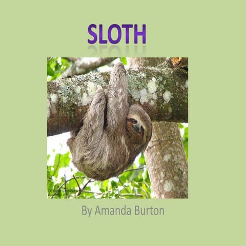 Sloths | PPTX
