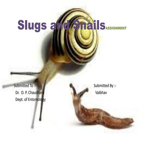 Slugs and snails assignmen tviki | PPTX
