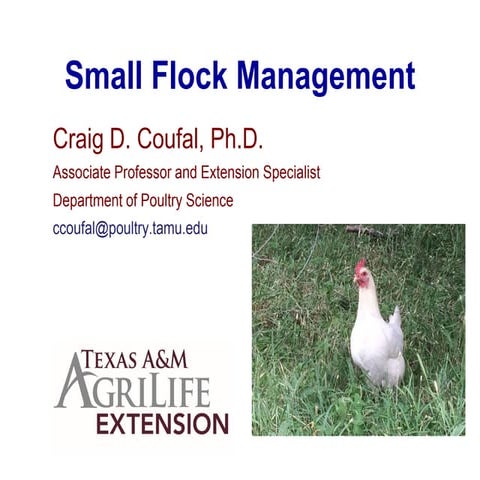 Small Flock Management by Craig D. Coufal, Ph.D | PPT