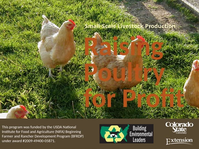 Poultry farming business plan example | PDF