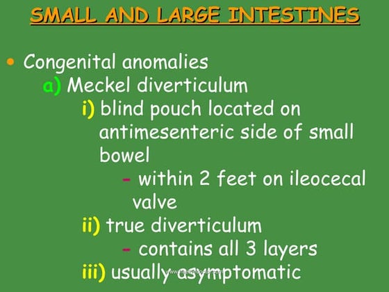 S4 Small Intestines | PPTX