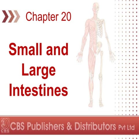 small andn large inststine.pptx