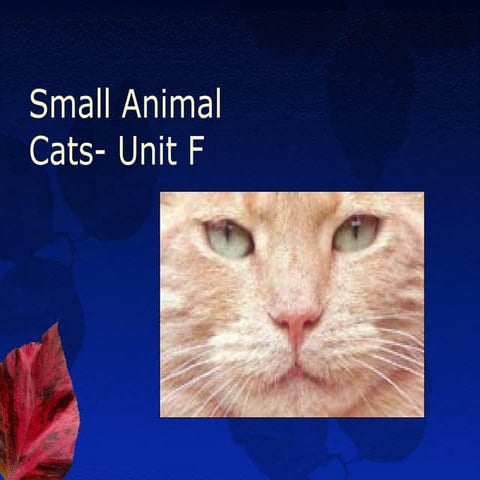 Smallanimal cats unitf | PPT